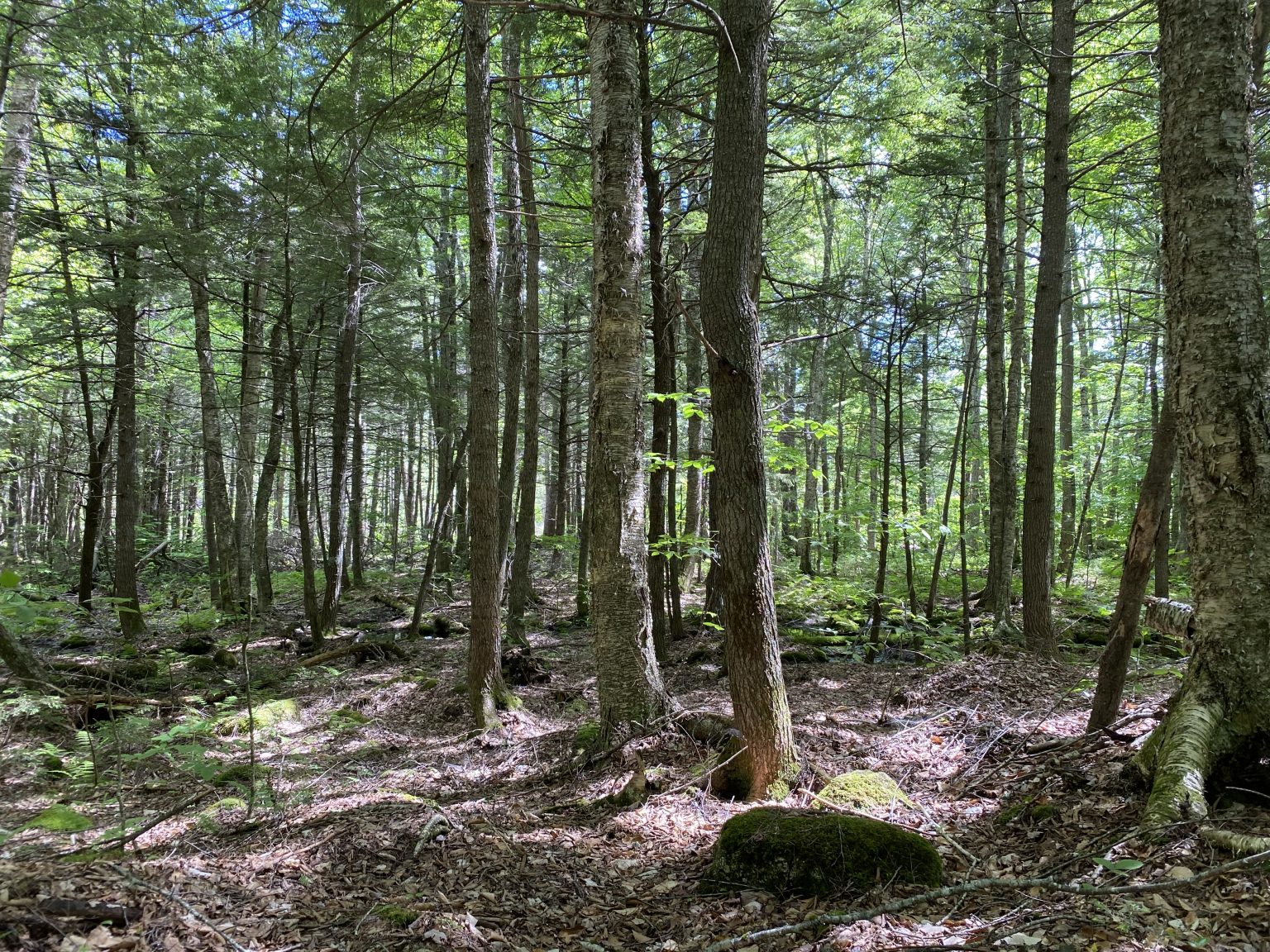 Forestry Sector- Pathways to Careers